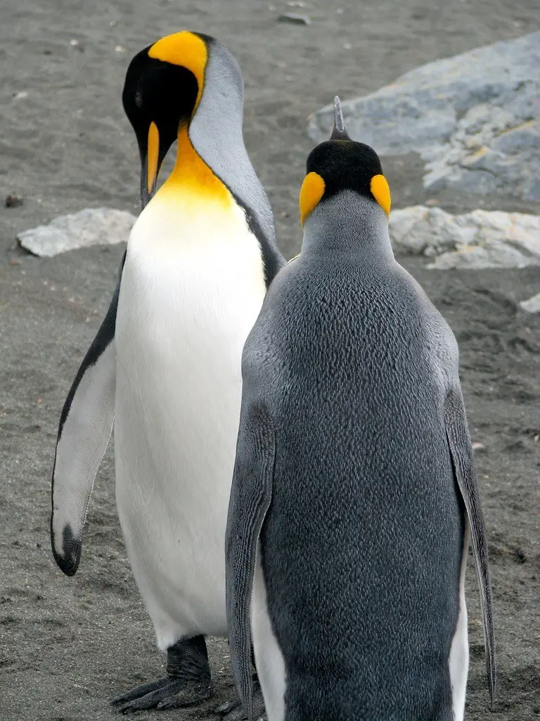 King Penguin Facts For Kids King Penguin Diet Reproduction