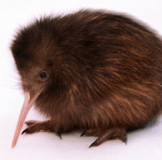 Beautiful Kiwi Bird for kids - Birds Flight