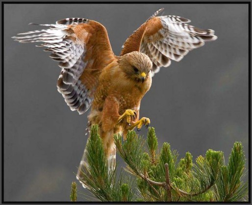 bird migration facts about hawks and raptors - Birds Flight