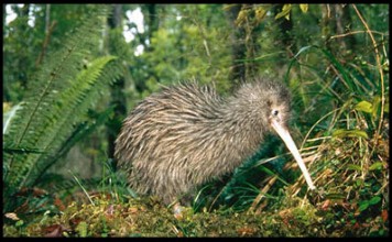 Kiwi Bird Pictures - Kiwi Facts & Behavior - Kiwi Species