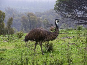 Large Flightless Birds - Ostrich, Emu Bird, Cassowary Bird