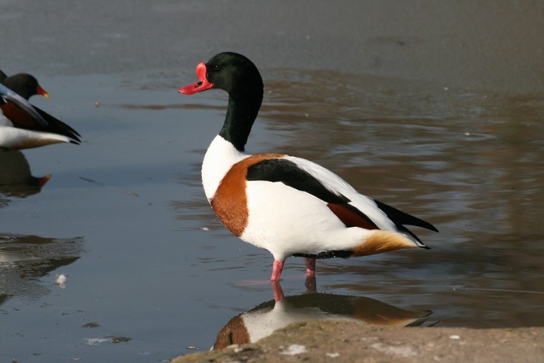 Common-Shelduck - Birds Flight