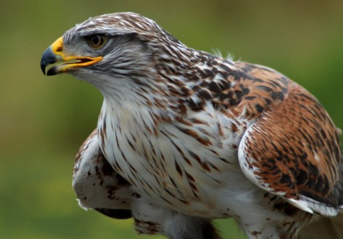 Types of Hawks - Different types of Hawk facts