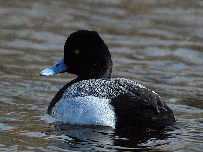 Lesser-Scaup - Birds Flight