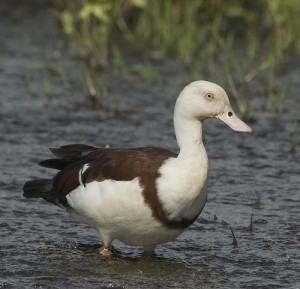 Raja-Shelduck - Birds Flight