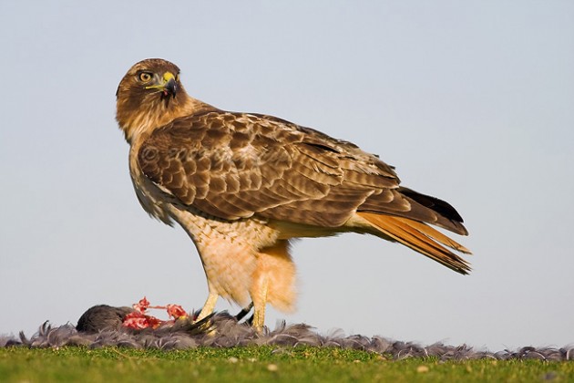 Some fun facts about Red-tailed hawk for children to know - Birds Flight