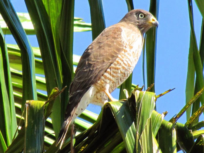 Types of Hawks - Different types of Hawk facts