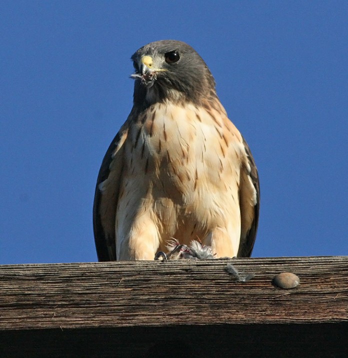Short-tailed-Hawk - Birds Flight