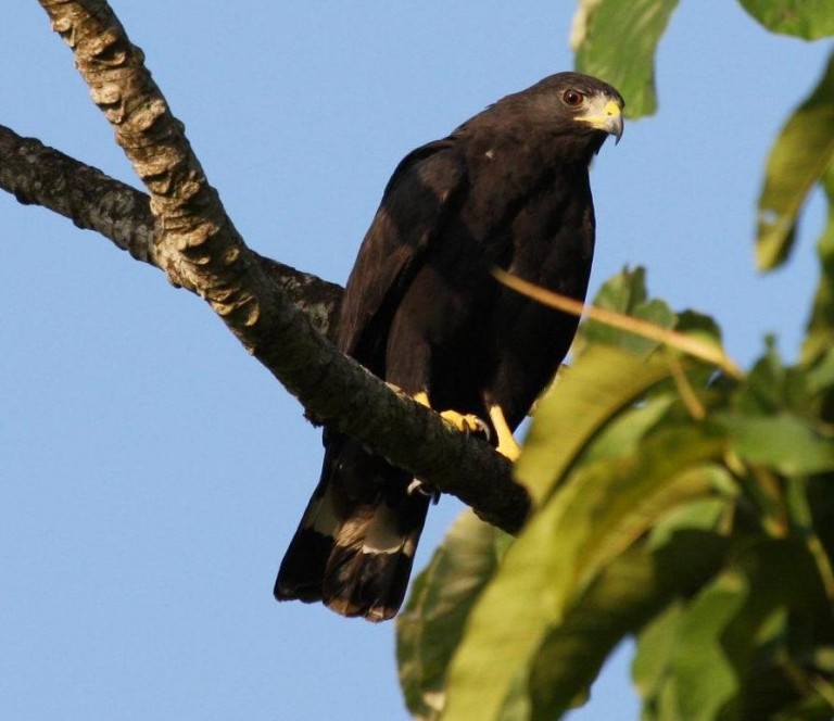 Types of Hawks - Different types of Hawk facts