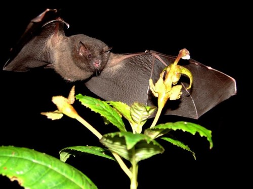 What Do Bats Eat - How Do Bats Fly