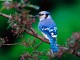 Blue Jay Facts - What Do Blue Jays Eat - Where Do Blue Jays Live