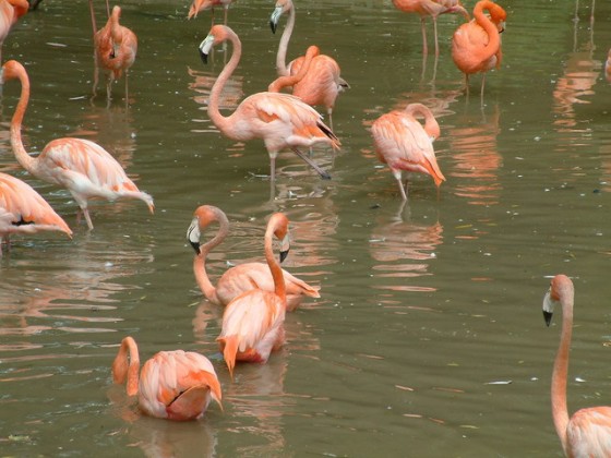 Flamingo Facts for kids - flamingo facts - Birds Flight