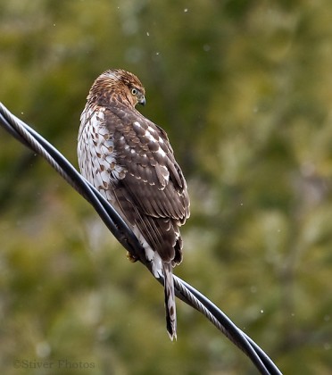 Types of Hawks - Different types of Hawk facts