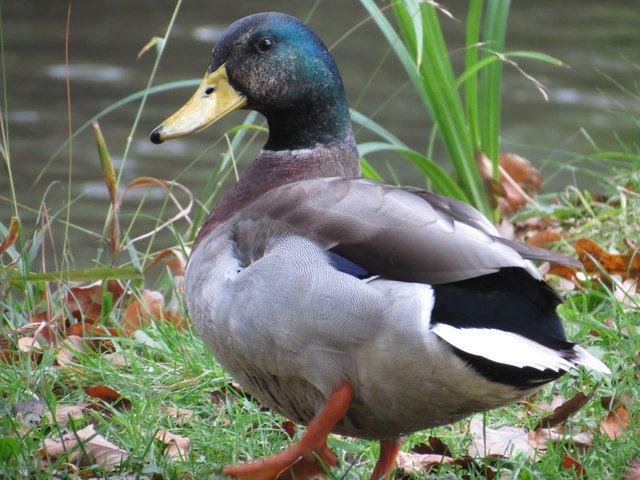 mallard duck facts4 - Birds Flight