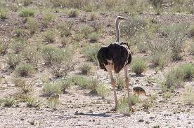 ostrich - ostrich facts - Birds Flight