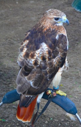 red-tailed hawk facts - red-tailed hawk - Birds Flight