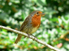 Robin Bird Facts - Robin Bird Species & Diet