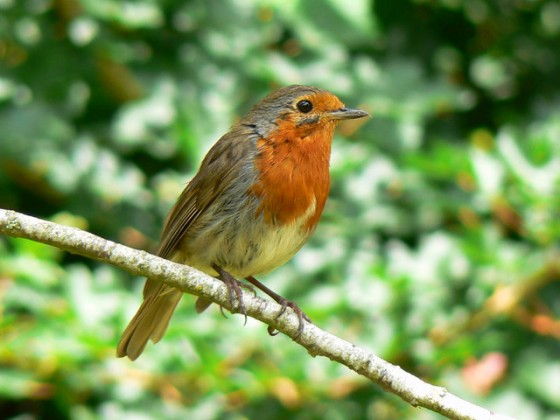 Robin Bird Facts - Robin Bird Species & Diet