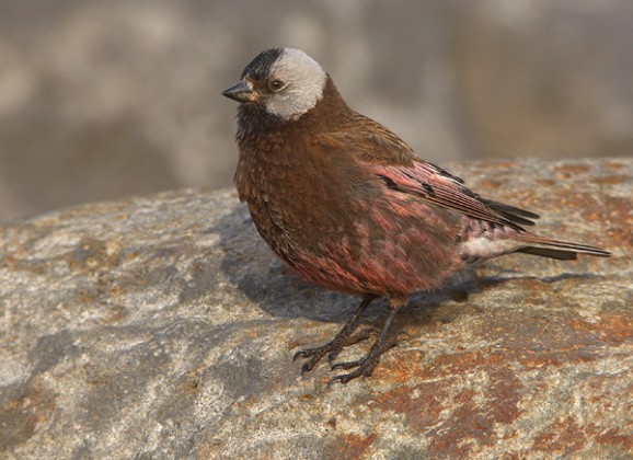 Gray-crowned-Rosy-Finch - Birds Flight