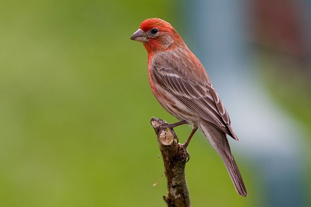 Purple-Finch - Birds Flight