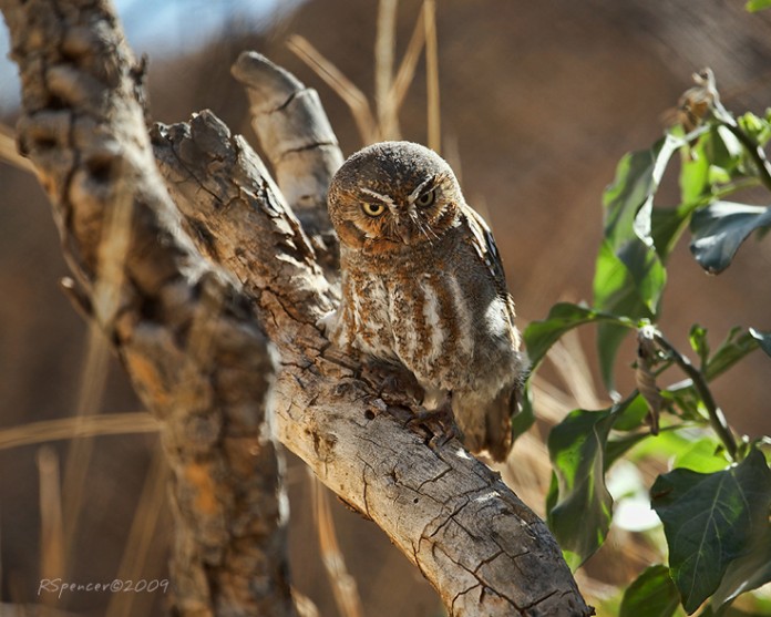 Elf Owl Facts – What Do Elf Owls Eat – Where Do Owls Live