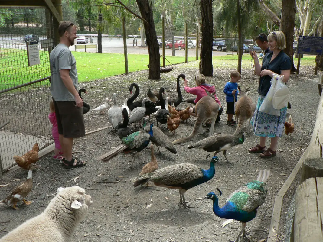 What To Feed Ducks What Not To Feed Ducks 