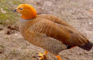 Types of Geese – Different Types of Geese