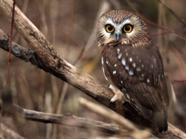 Northern Saw whet Owl Facts - Northern Saw Whet Owl Habitat & Diet