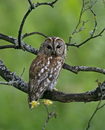 Tawny Owl Facts - Tawny Owl Habitat - Tawny Owl Diet