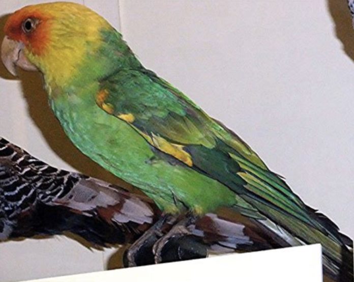 Carolina Parakeet - Birds Flight