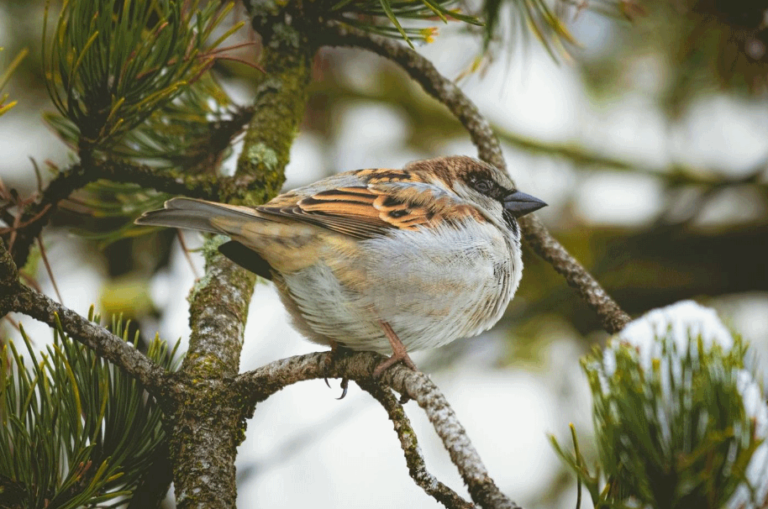 7 Birds that Kill their Babies - Birds Flight