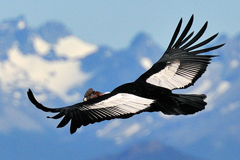 Male Andean Condor (Vultur gryphus) in flight - Birds Flight