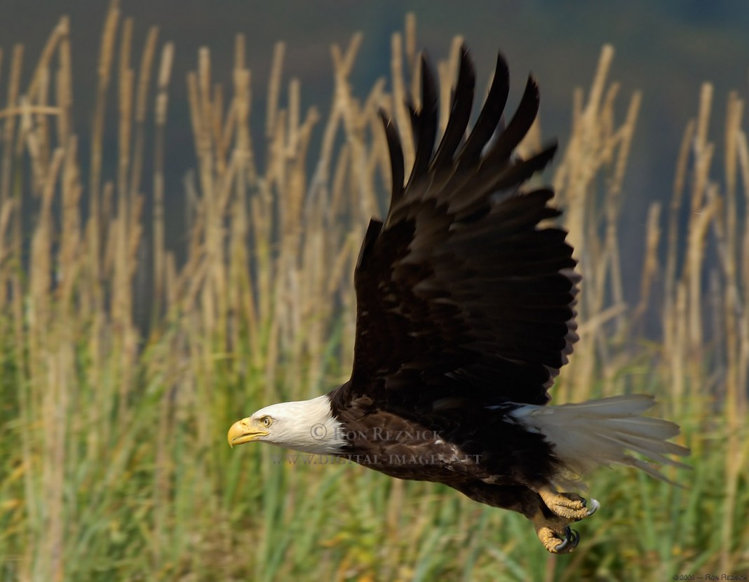 Birds Flight - All about birds for Kids