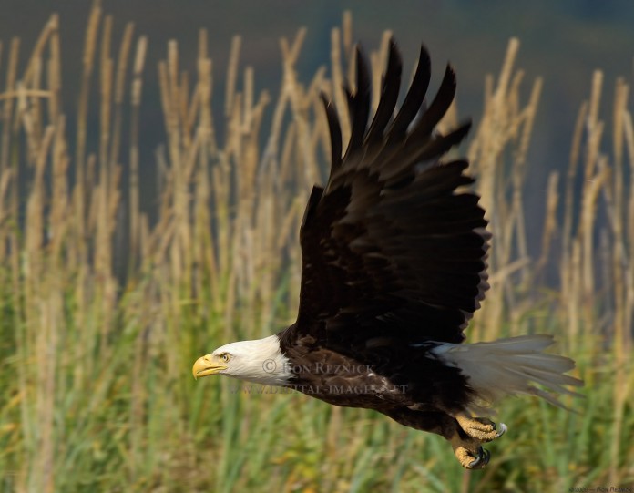 Birds Flight - All about birds for Kids