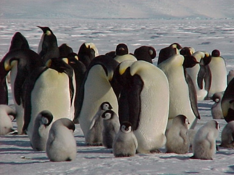 Do Penguins Mate For Life - Here is Your Answer
