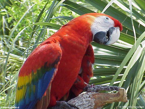 facts about parrots for kids - Birds Flight