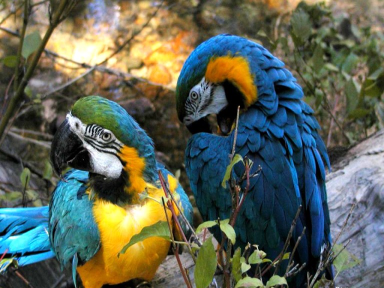 Parrots (Psittaciformes) Archives - Birds Flight